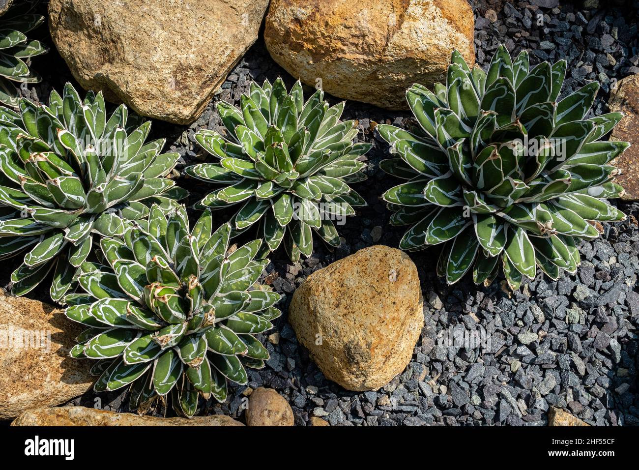 Plants typical growth pattern hi-res stock photography and images - Alamy