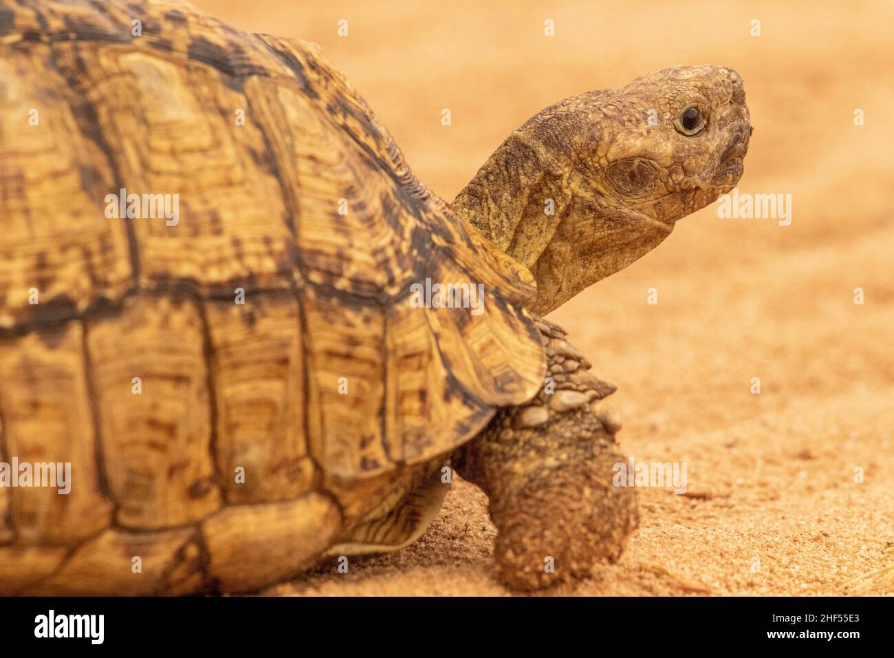 Leopard Tortoise in the Kgalagadi Stock Photo - Alamy