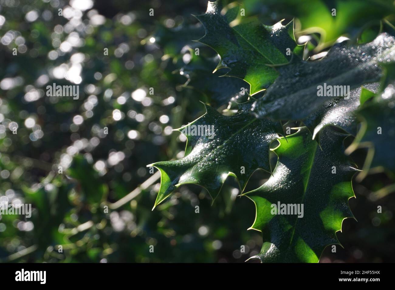 Holly leaves in sun hi-res stock photography and images - Alamy