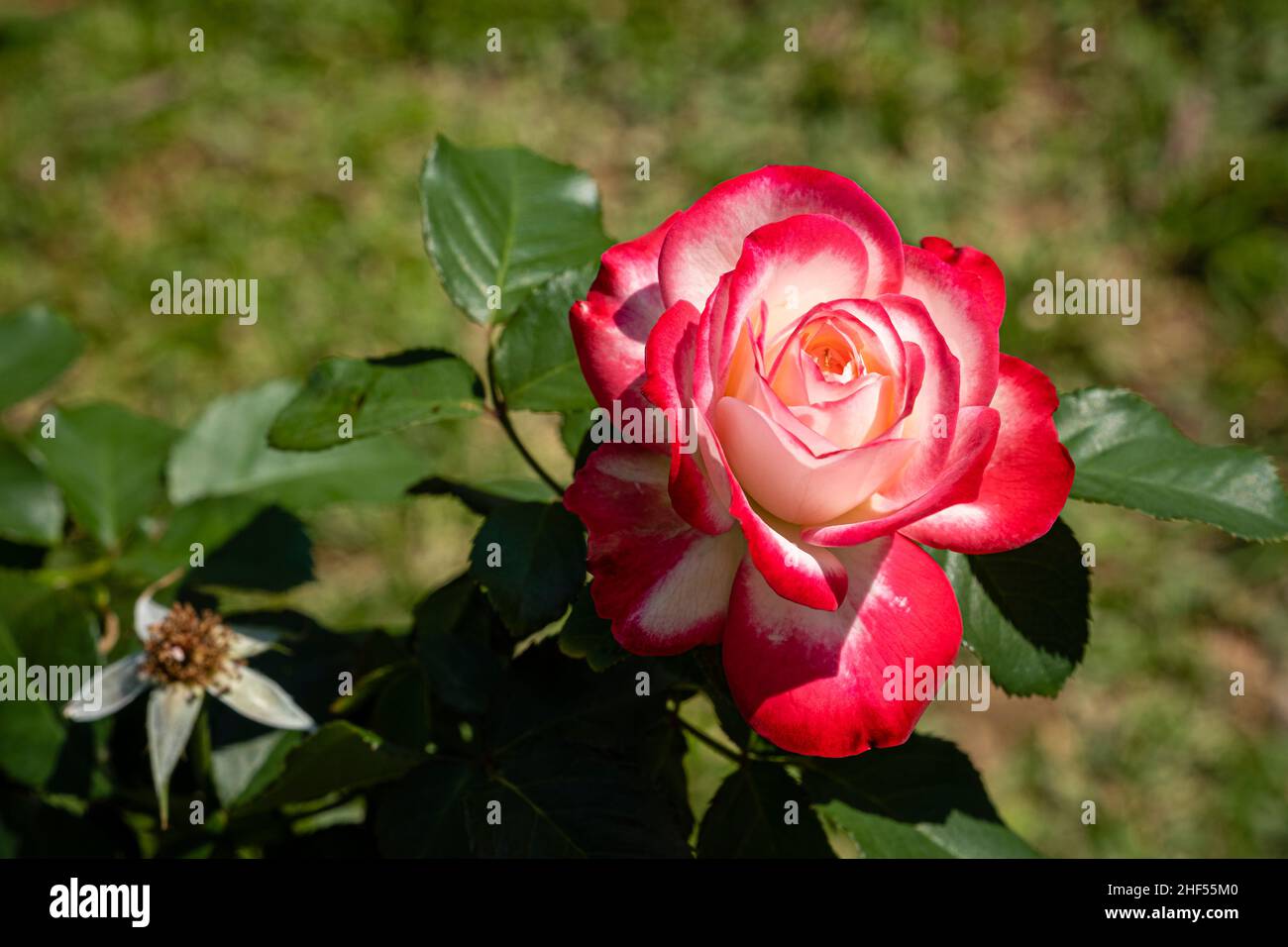 Roses in the park in Ho Chi Minh City Stock Photo - Alamy
