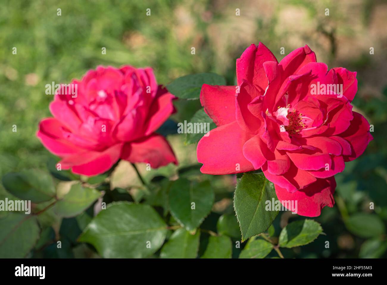 Roses in the park in Ho Chi Minh City Stock Photo - Alamy