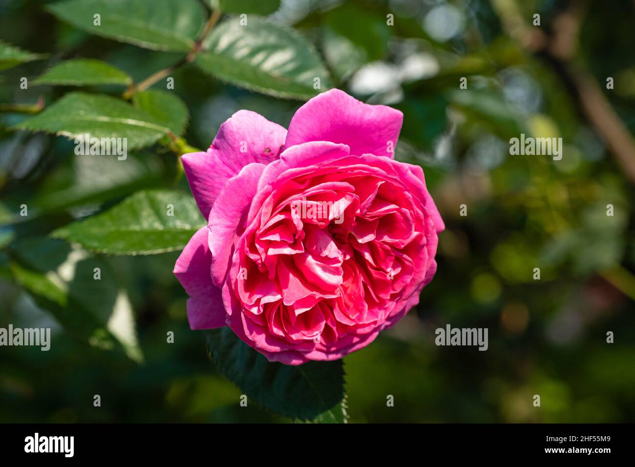 Roses in the park in Ho Chi Minh City Stock Photo - Alamy