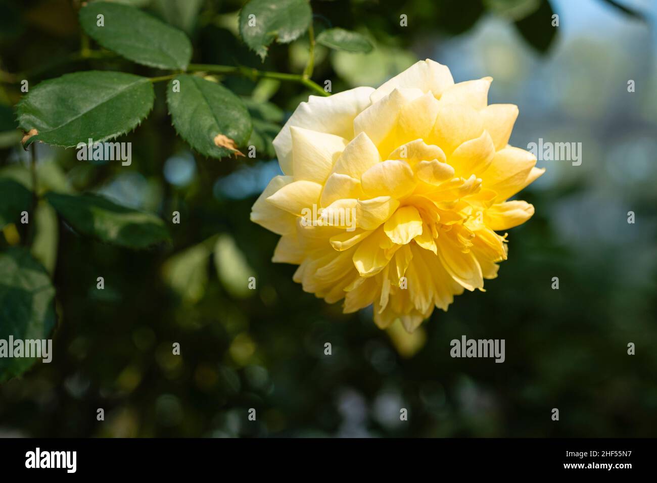 Roses in the park in Ho Chi Minh City Stock Photo - Alamy
