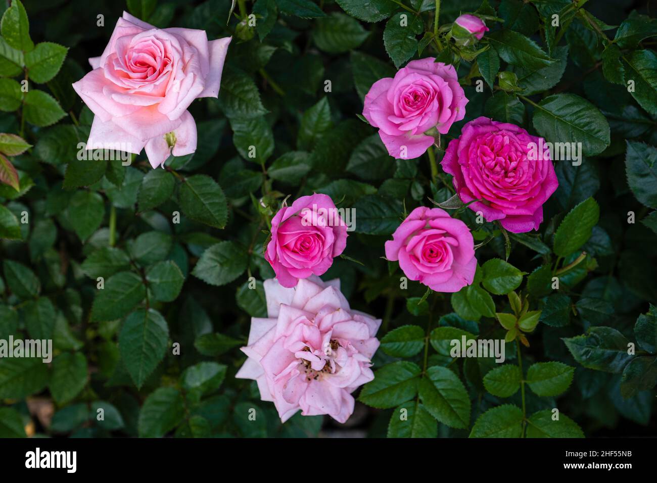 Roses in the park in Ho Chi Minh City Stock Photo - Alamy