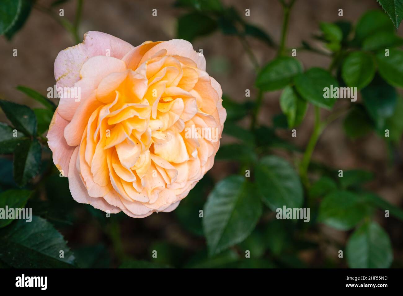 Roses in the park in Ho Chi Minh City Stock Photo - Alamy