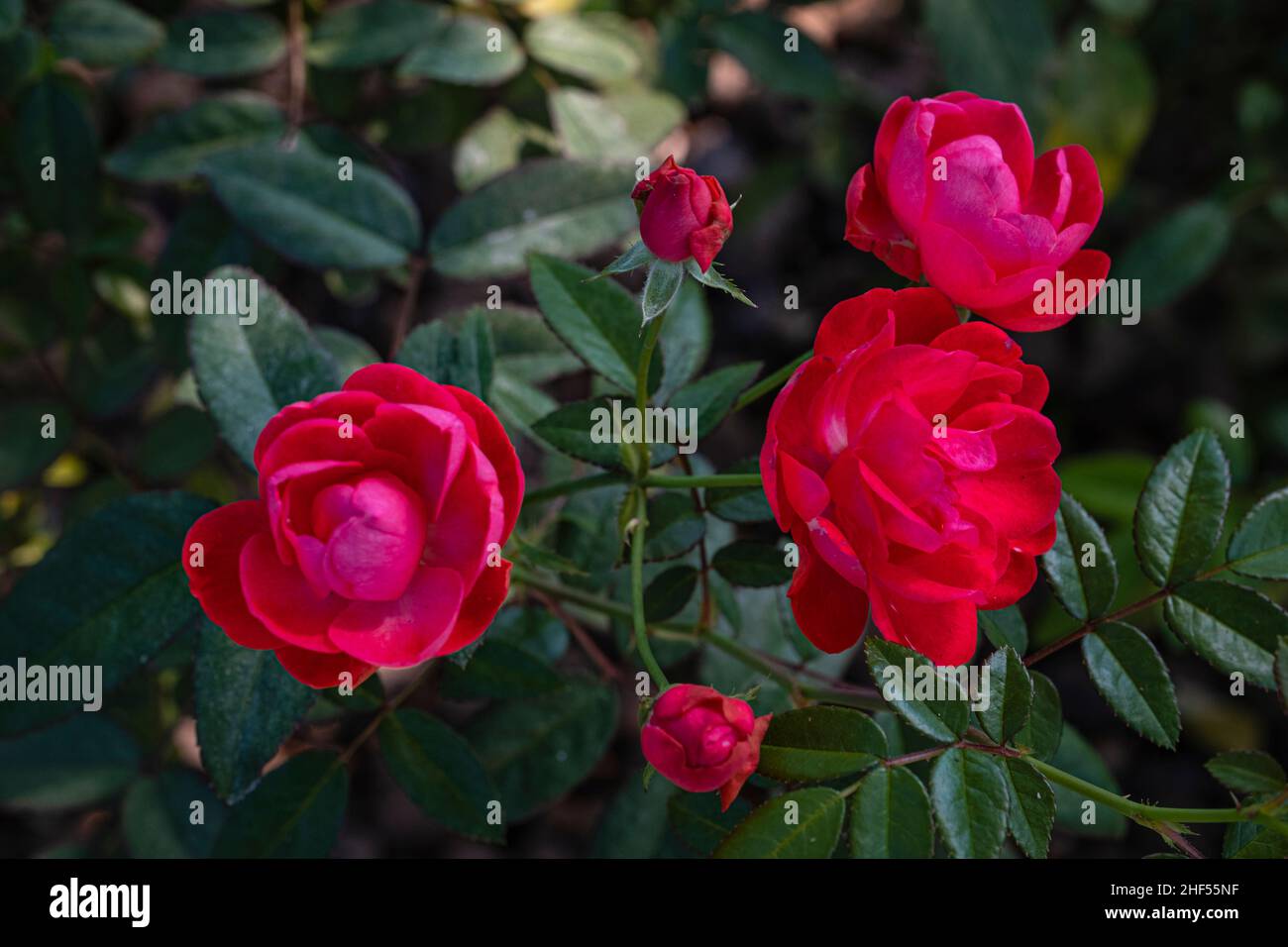 Roses in the park in Ho Chi Minh City Stock Photo - Alamy