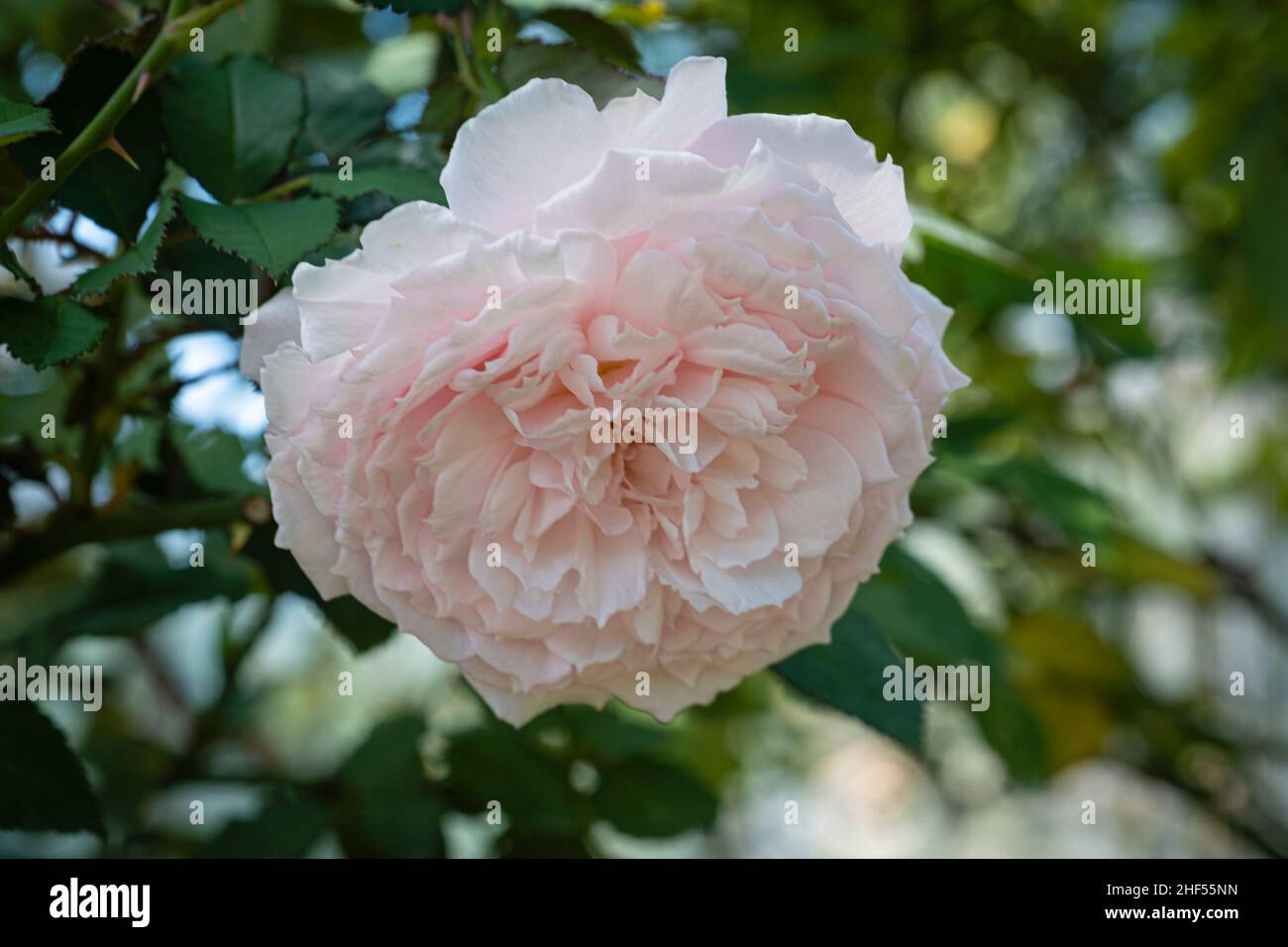 Chi rosa hi-res stock photography and images - Alamy