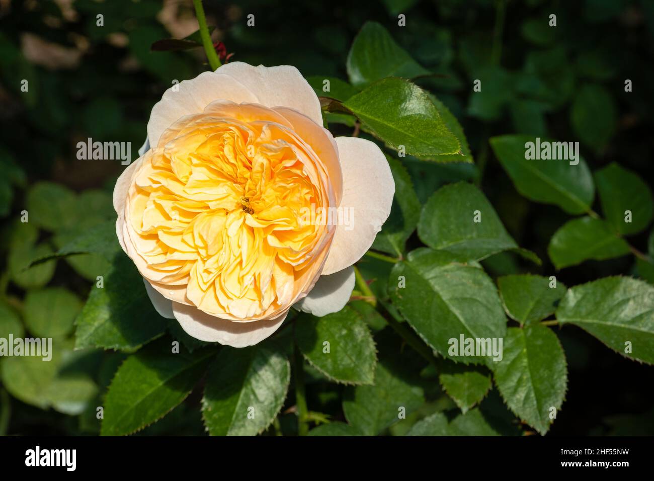 Roses in the park in Ho Chi Minh City Stock Photo - Alamy