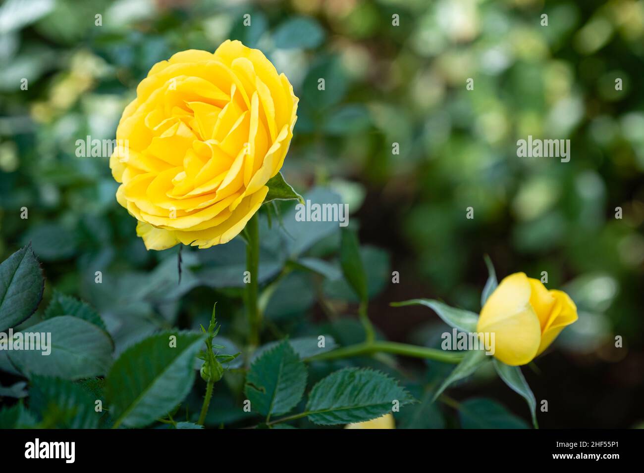 Roses in the park in Ho Chi Minh City Stock Photo - Alamy