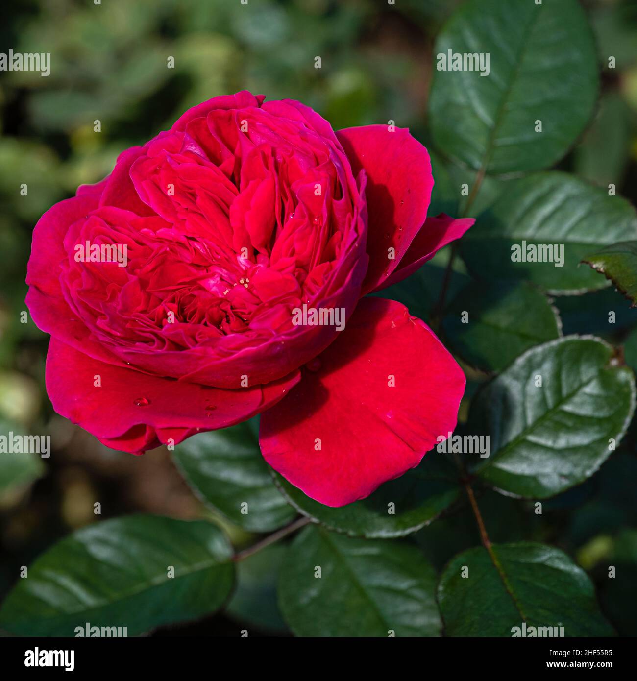 Roses in the park in Ho Chi Minh City Stock Photo - Alamy