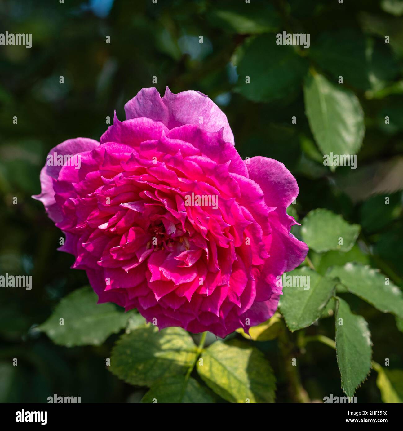 Chi rosa hi-res stock photography and images - Alamy