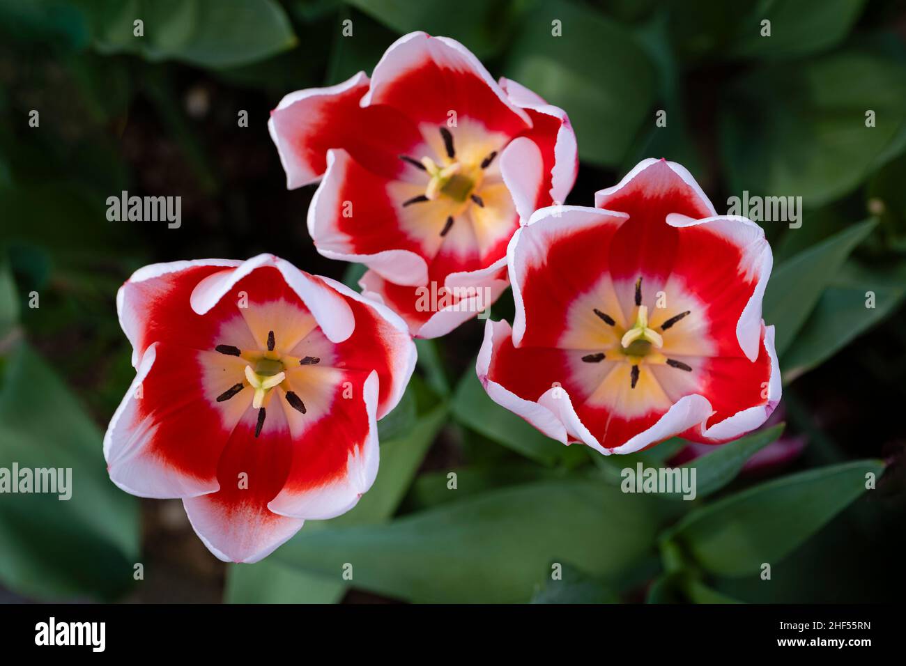 Tulip, the national flower of the Netherlands Stock Photo - Alamy