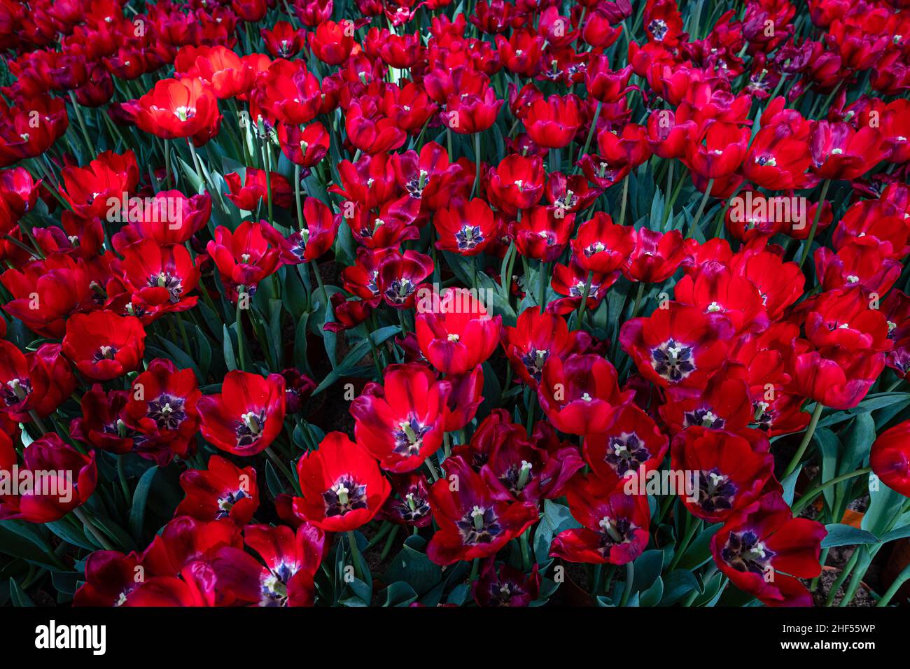 tulip-the-national-flower-of-the-netherlands-stock-photo-alamy