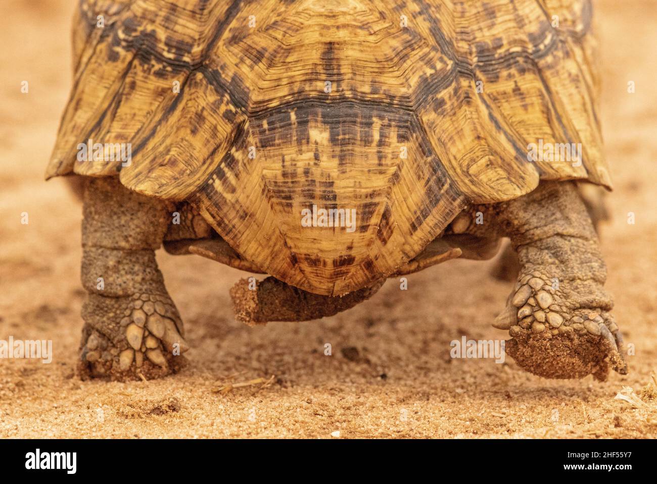 Leopard Tortoise tail (Kgalagadi Stock Photo - Alamy