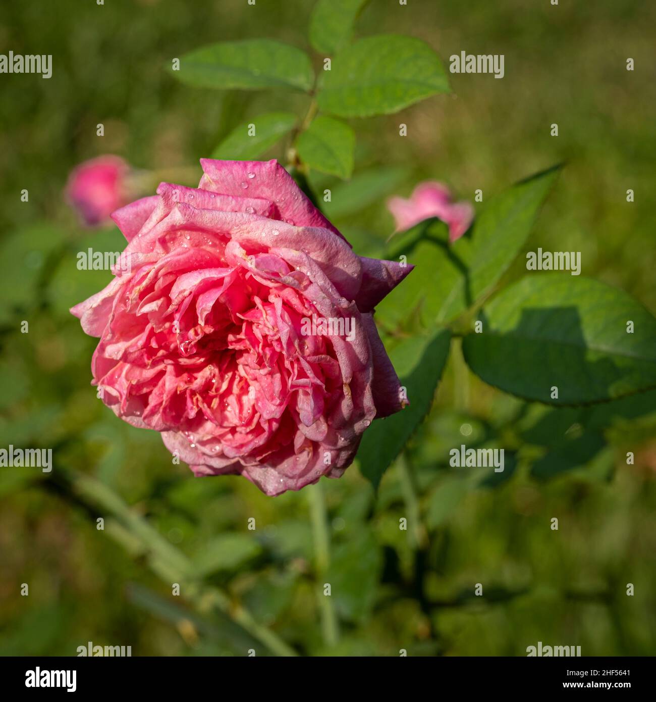 Roses in the park in Ho Chi Minh City Stock Photo - Alamy