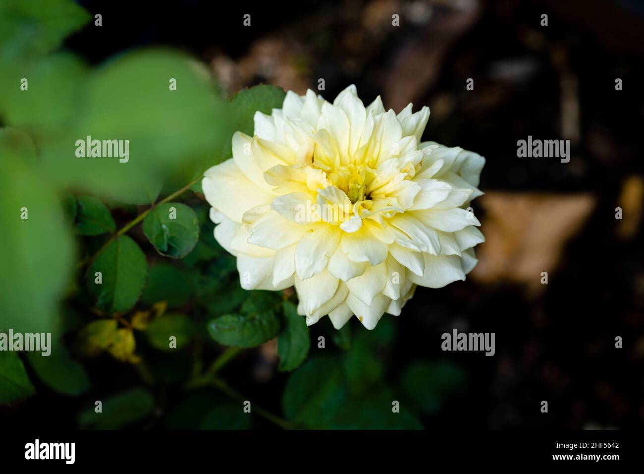 Roses in the park in Ho Chi Minh City Stock Photo - Alamy