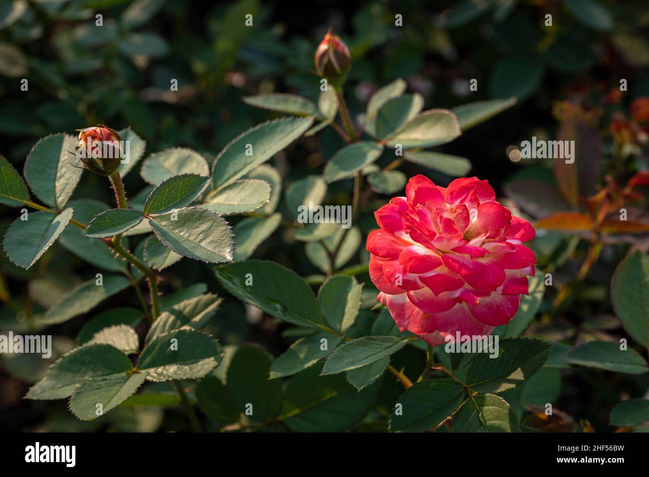 Roses in the park in Ho Chi Minh City Stock Photo - Alamy