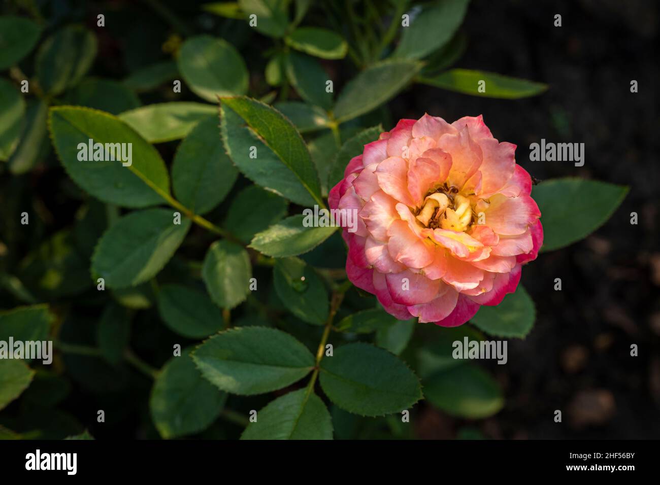 Roses in the park in Ho Chi Minh City Stock Photo - Alamy