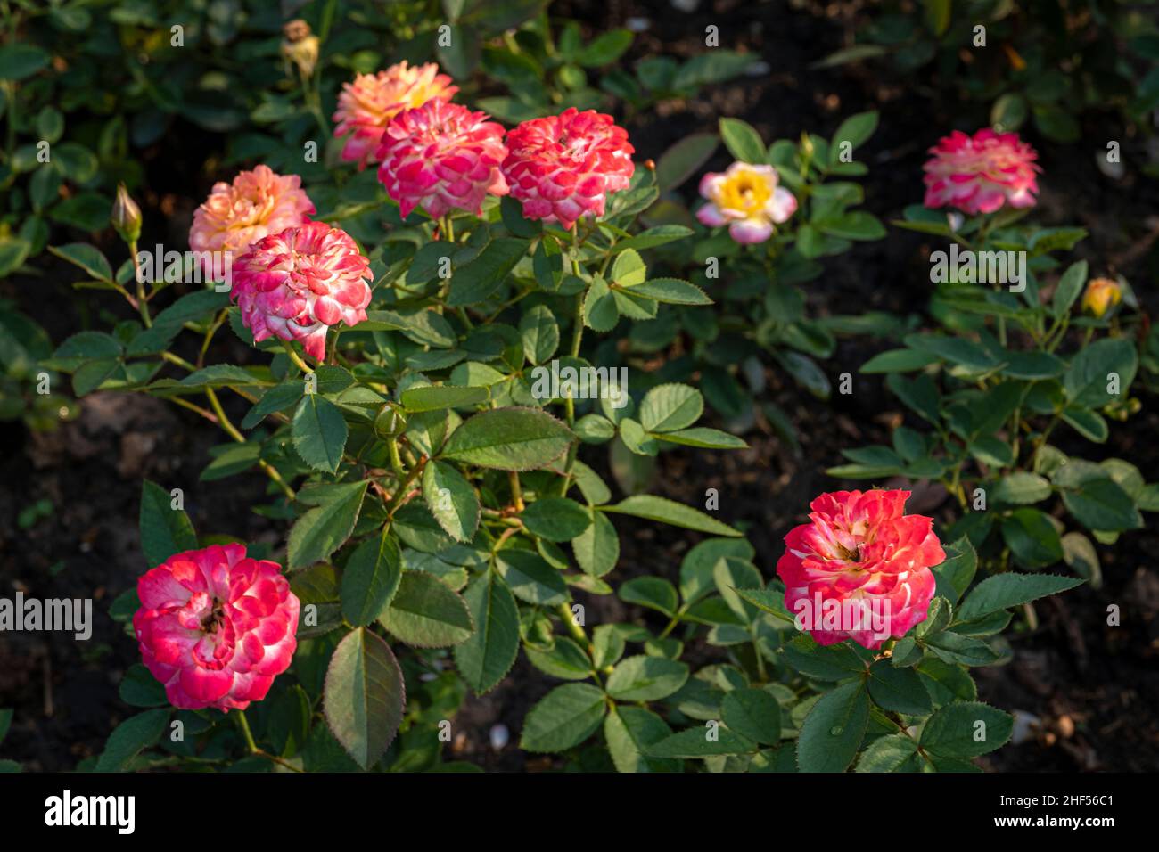 Roses in the park in Ho Chi Minh City Stock Photo - Alamy