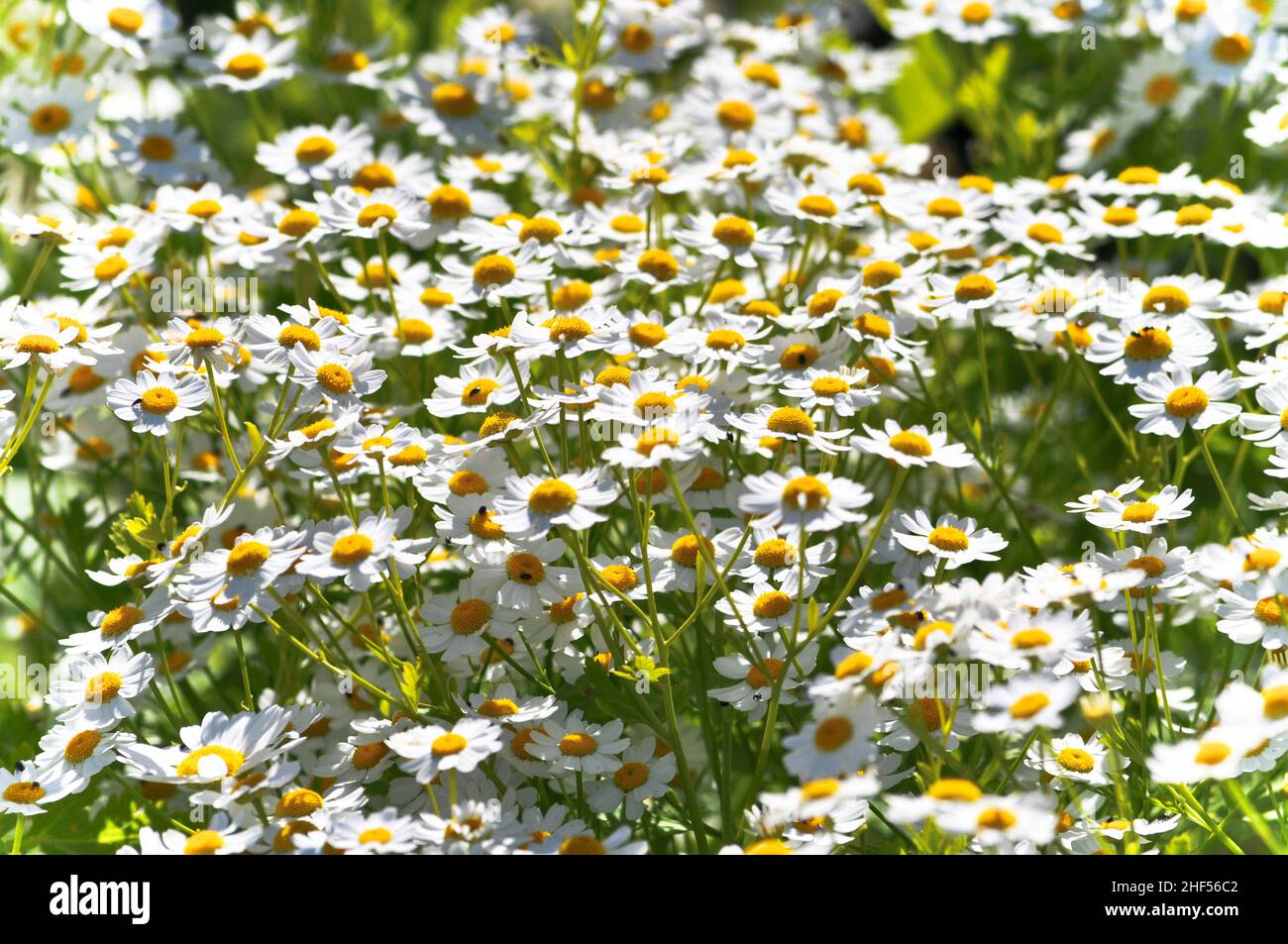 Wild camomile daisy flowers growing by the roadside in summertime ...