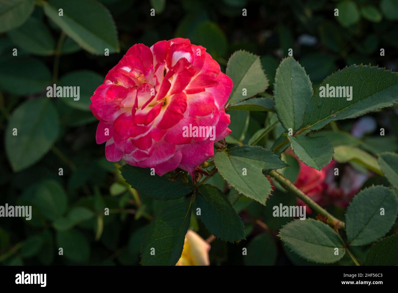 Roses in the park in Ho Chi Minh City Stock Photo - Alamy