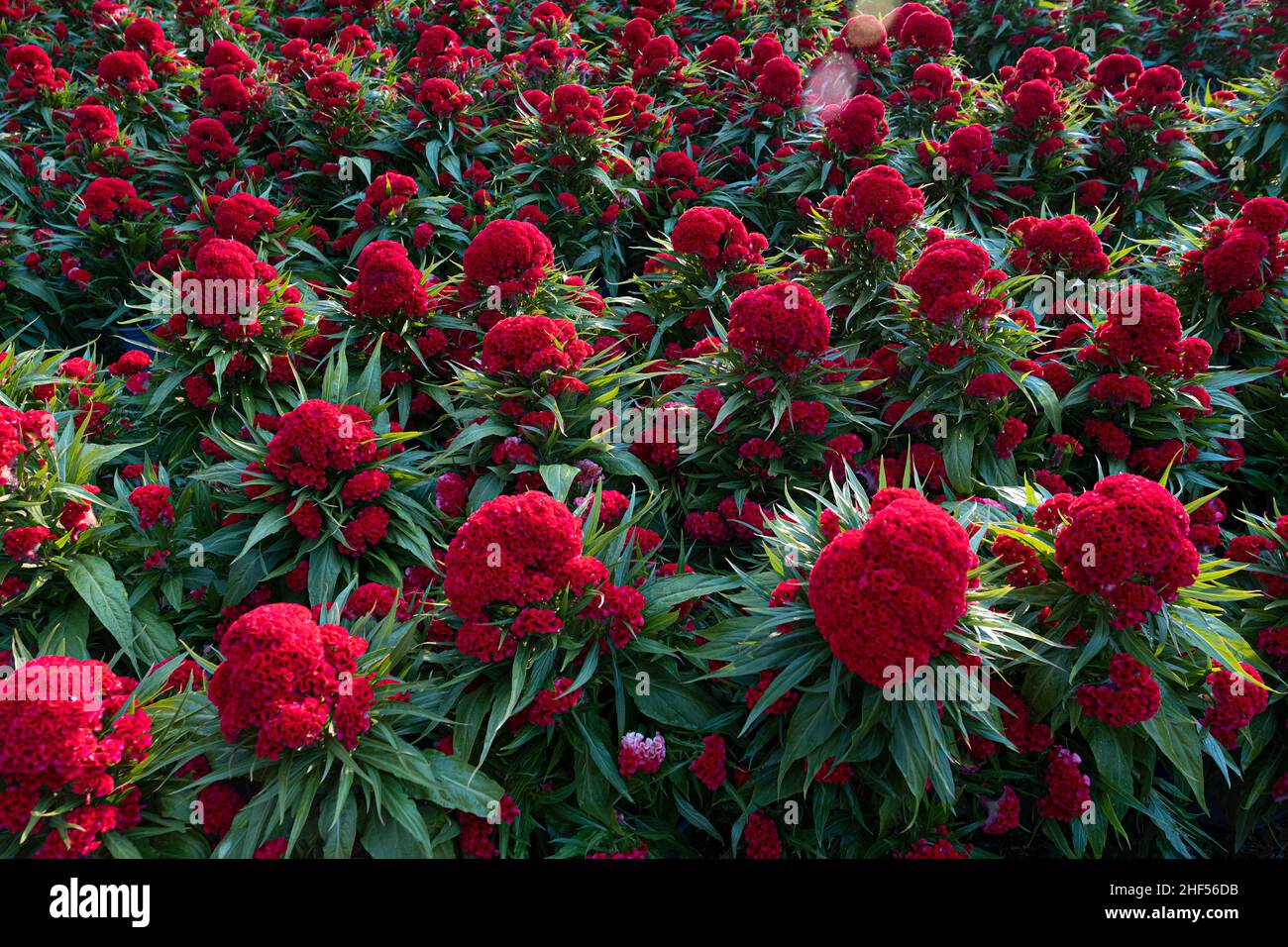 cockscomb are interesting ornamental plants, similar in shape and use ...