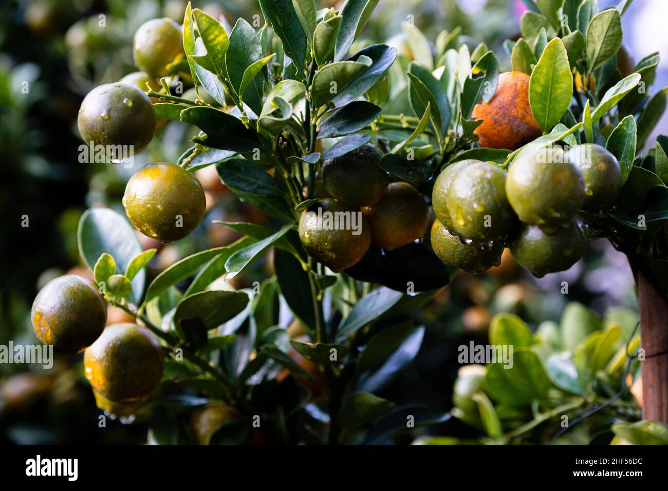 The octopus tree is an ornamental fruit tree, a small woody tree. The ...