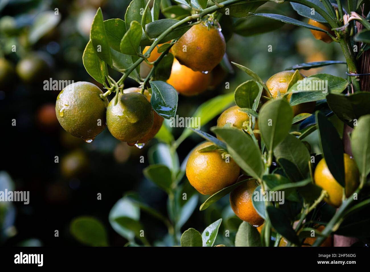 The octopus tree is an ornamental fruit tree, a small woody tree. The ...