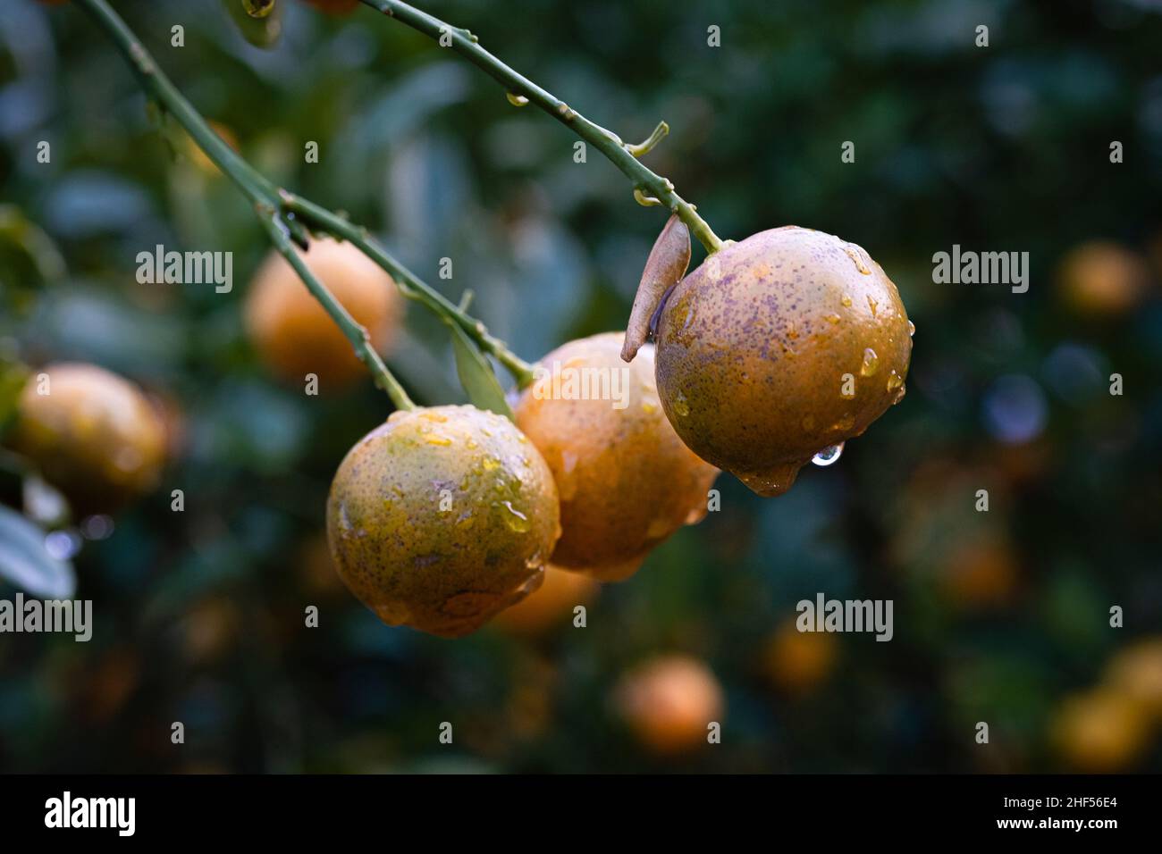 The octopus tree is an ornamental fruit tree, a small woody tree. The ...