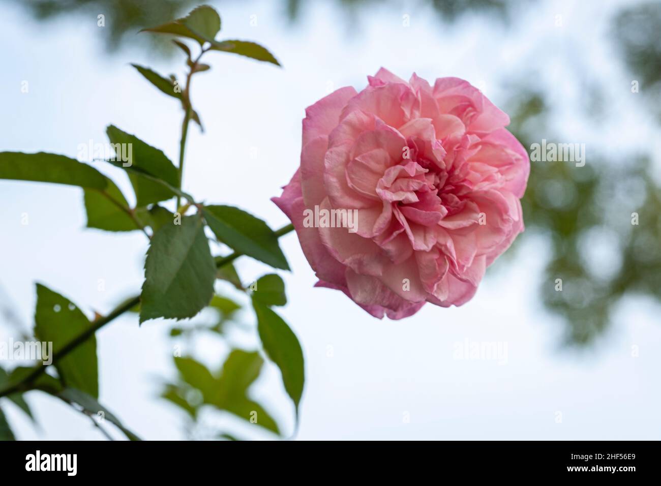 Roses in the park in Ho Chi Minh City Stock Photo - Alamy
