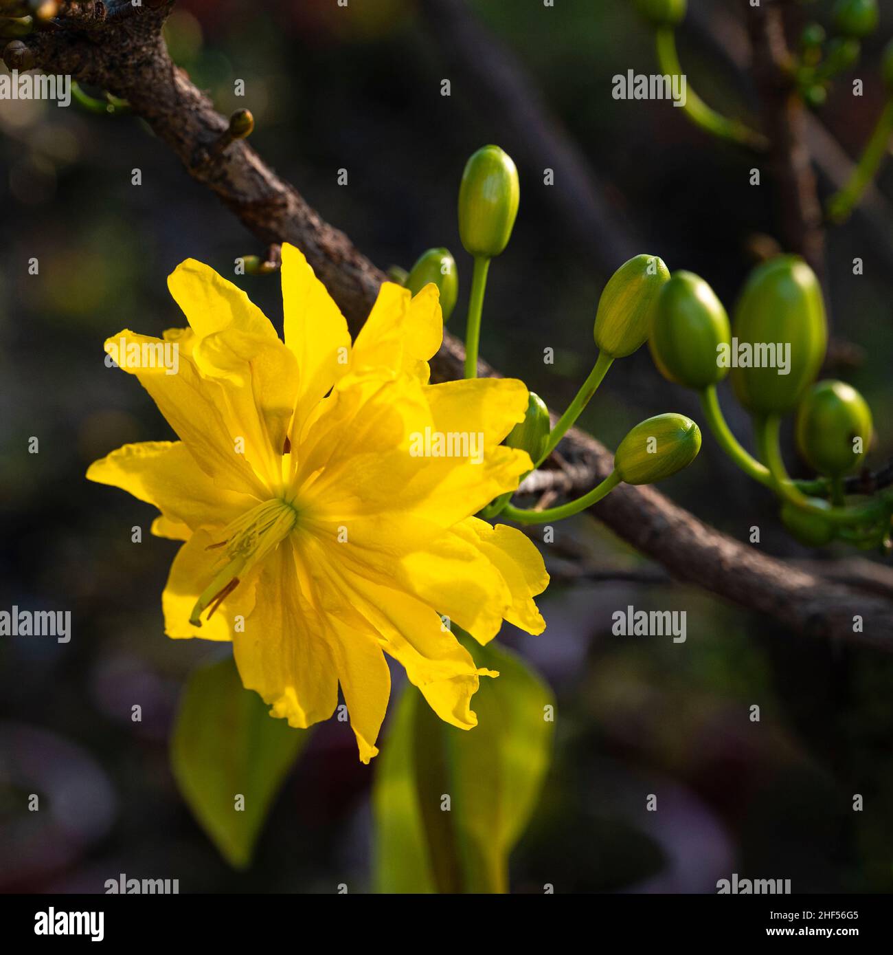 Ochna integerrima, spring manifestation of Vietnam Stock Photo - Alamy