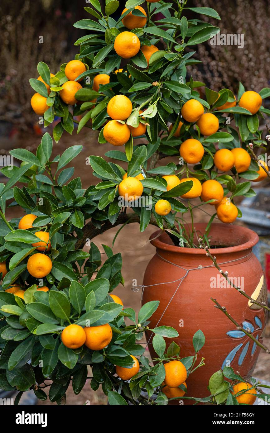 The octopus tree is an ornamental fruit tree, a small woody tree. The ...