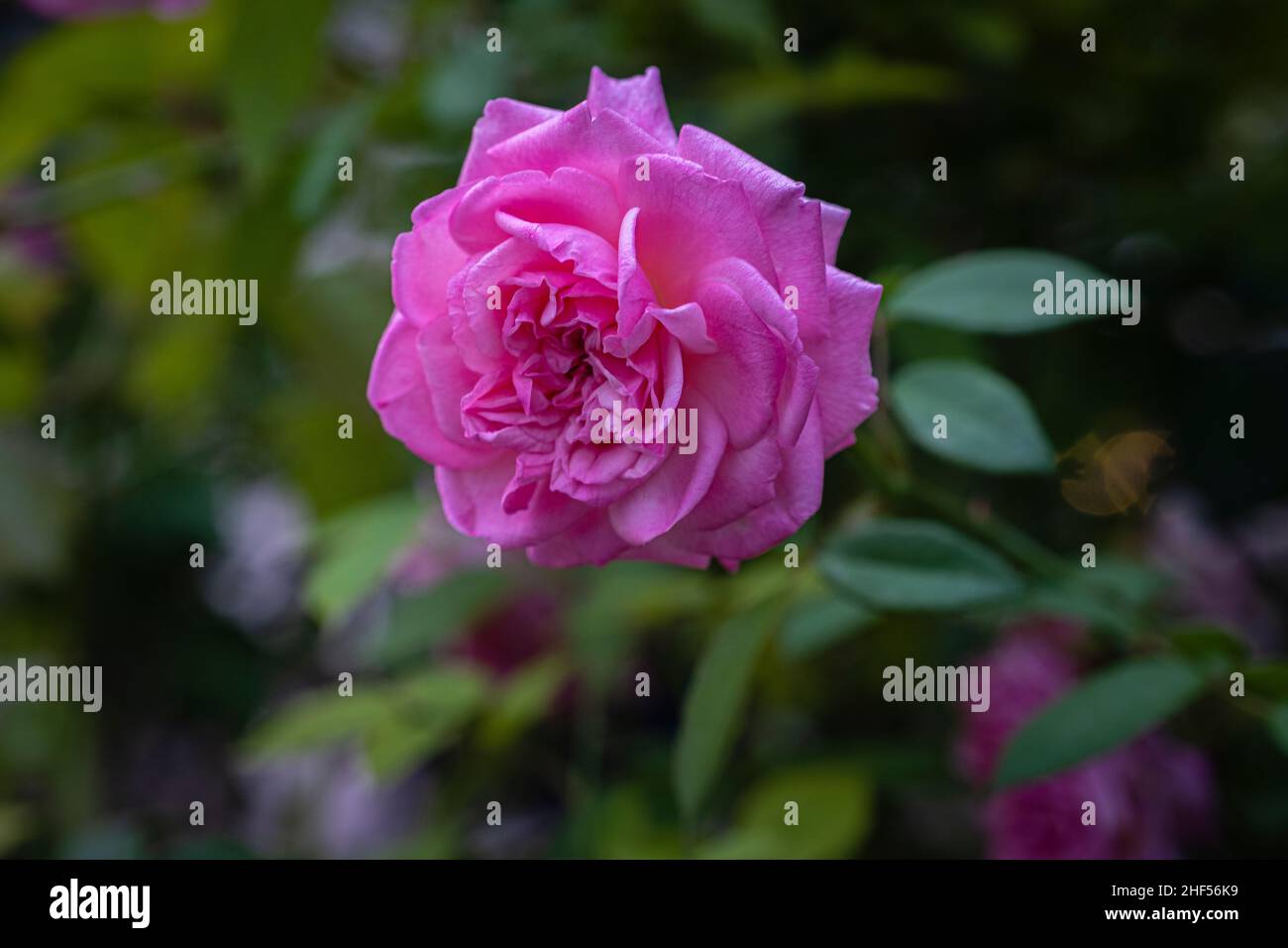 Roses in the park in Ho Chi Minh City Stock Photo - Alamy