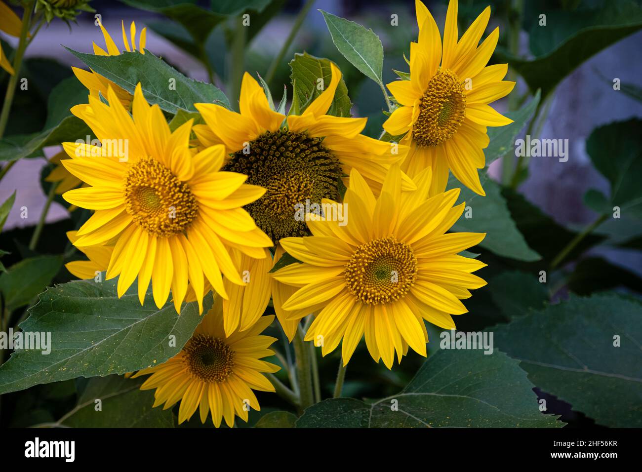 sunflower portrait in tropical country Stock Photo - Alamy