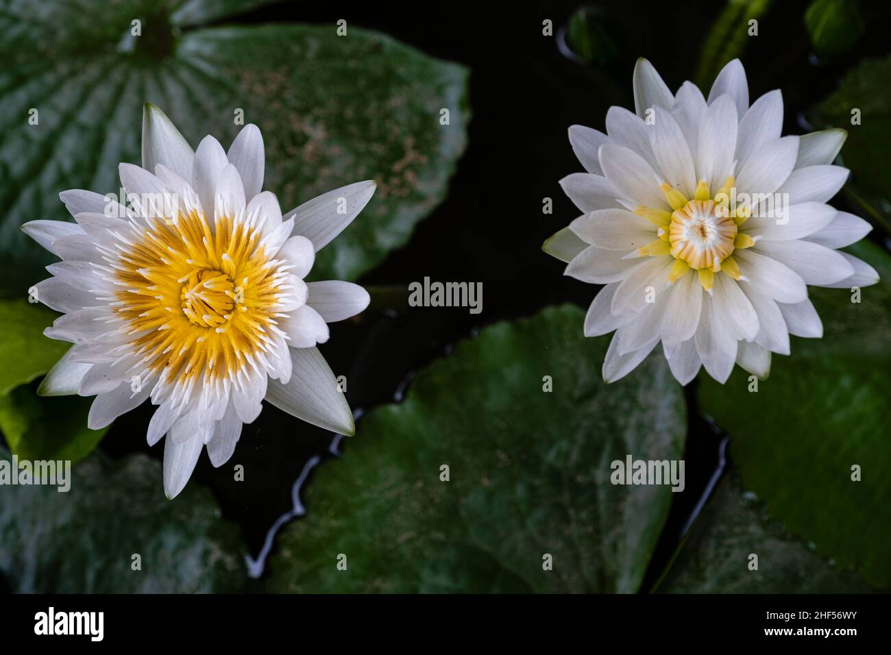 Is a variety of aquatic plants, belong to the Nymphaeaceae, whose name ...