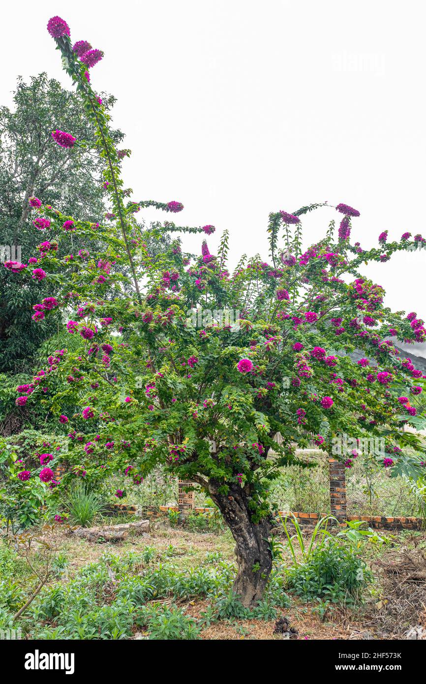confetti, woody plant, shrub or tree with thorns Stock Photo - Alamy