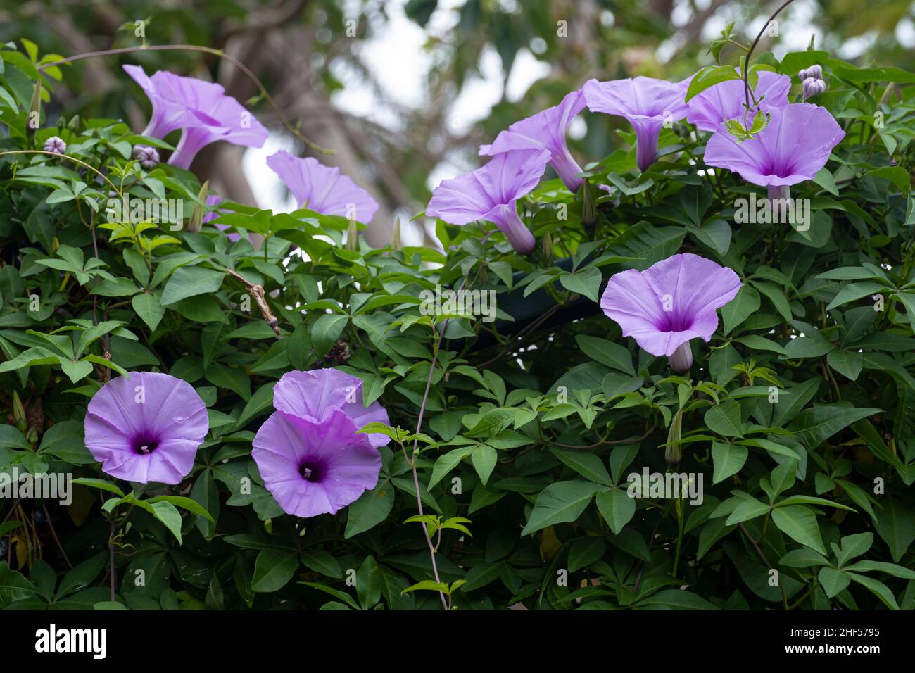 Sea spinach, grows wild on many beaches in Vietnam Stock Photo - Alamy