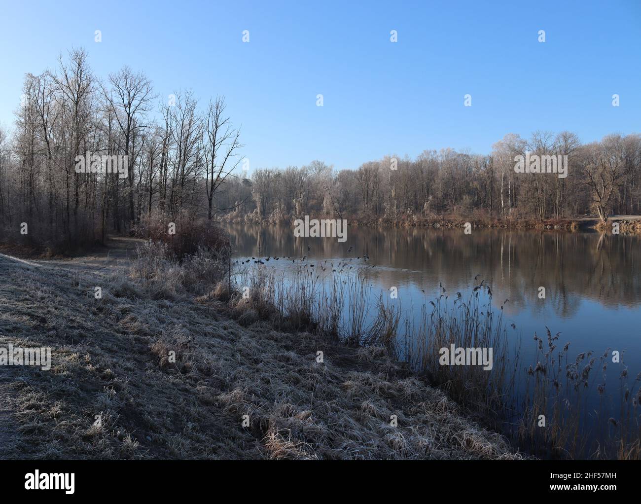 lake trees reflection sunshine january Stock Photo - Alamy