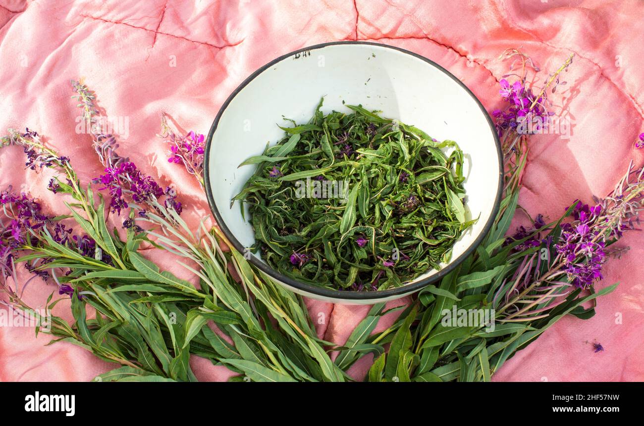 Process of fermentation of tea. Manual processing Ivan tea fermentation ...