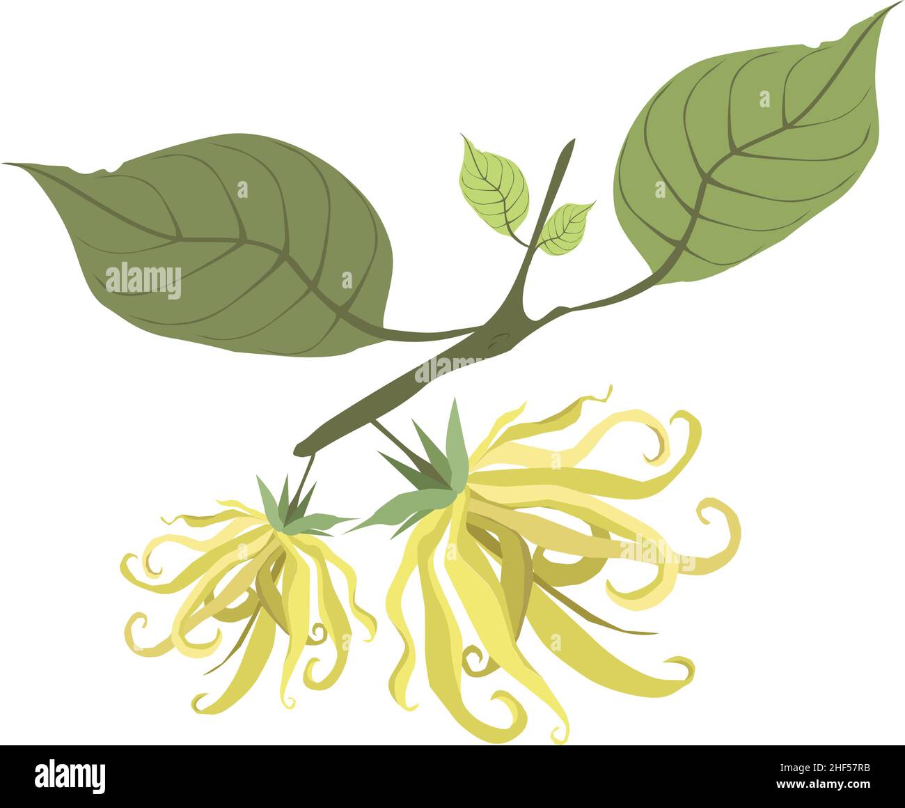 Beautiful Flower, Illustration of Yellow Color of Ylang-Ylang Flowers ...