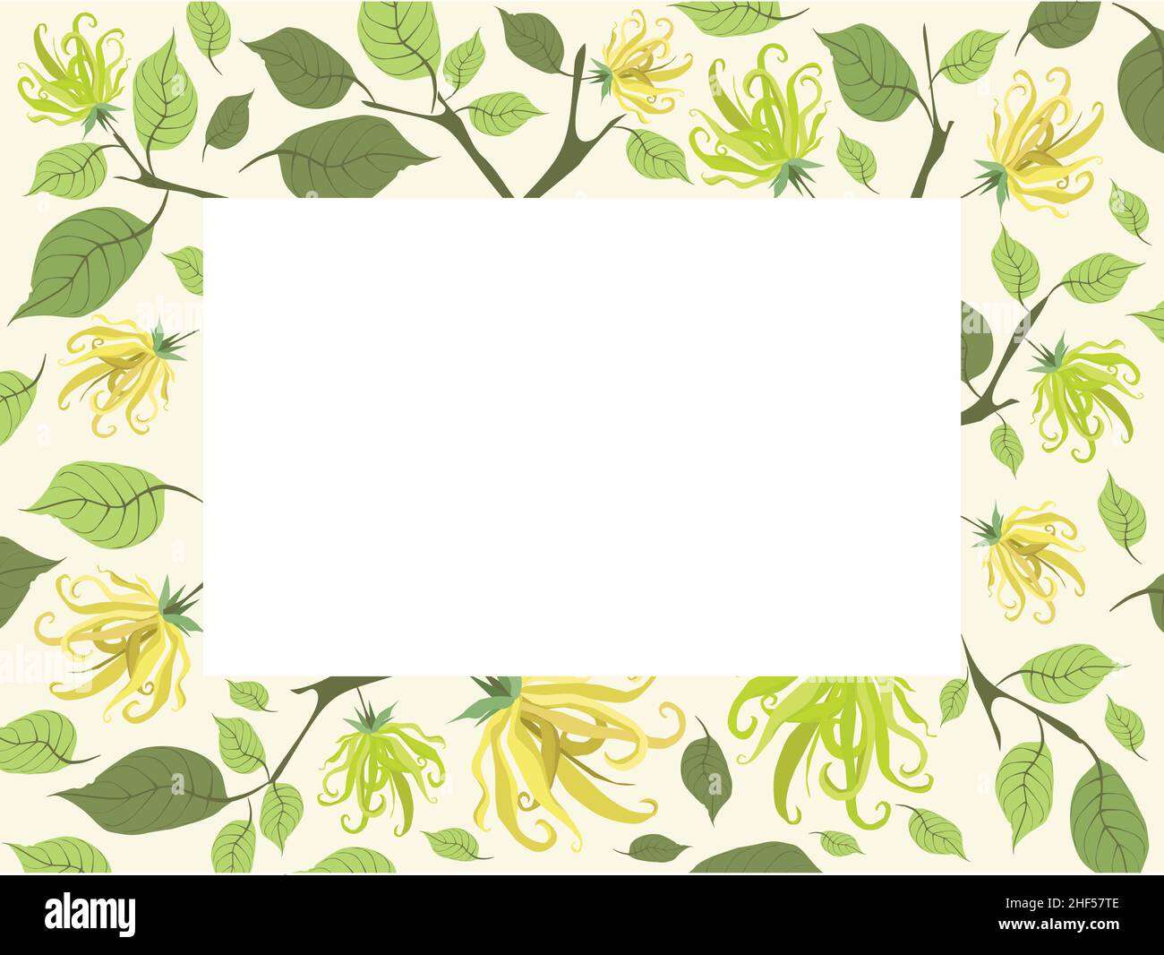 Beautiful Flower, Illustration of Yellow Color of Ylang-Ylang Flowers ...