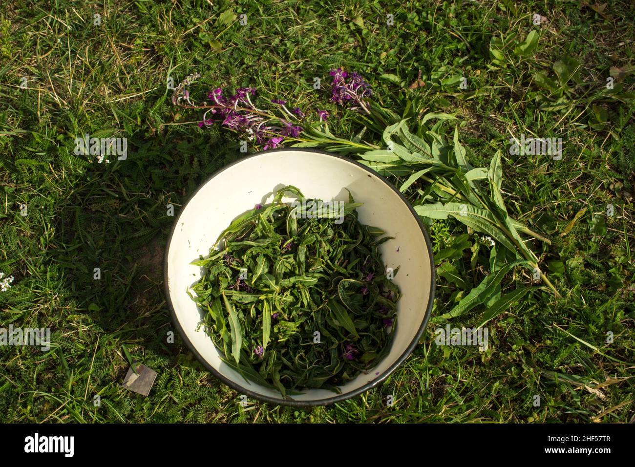 Process of fermentation of tea. Manual processing Ivan tea fermentation ...