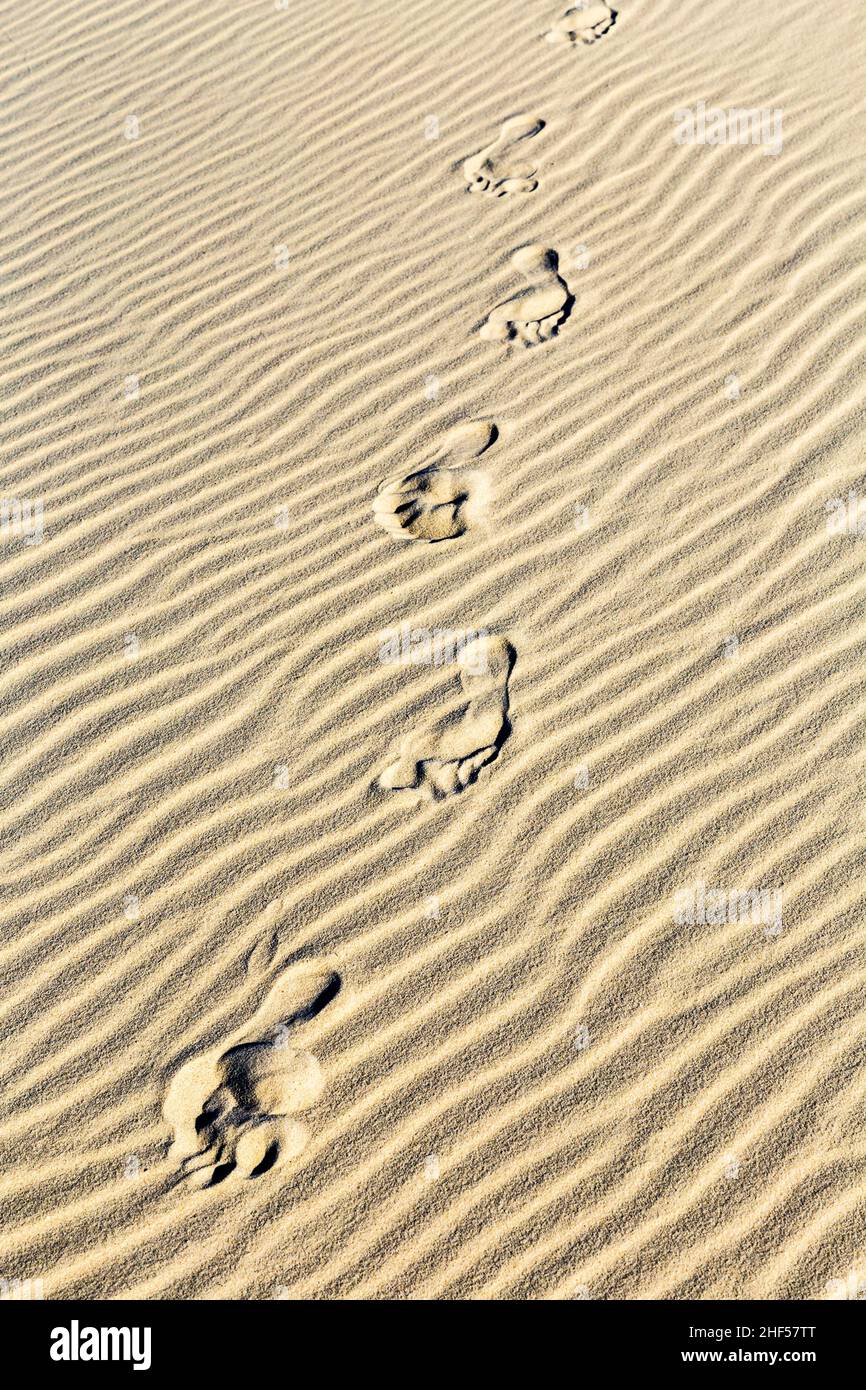 Abstract background of sand ripples at the beach with prints of feet ...