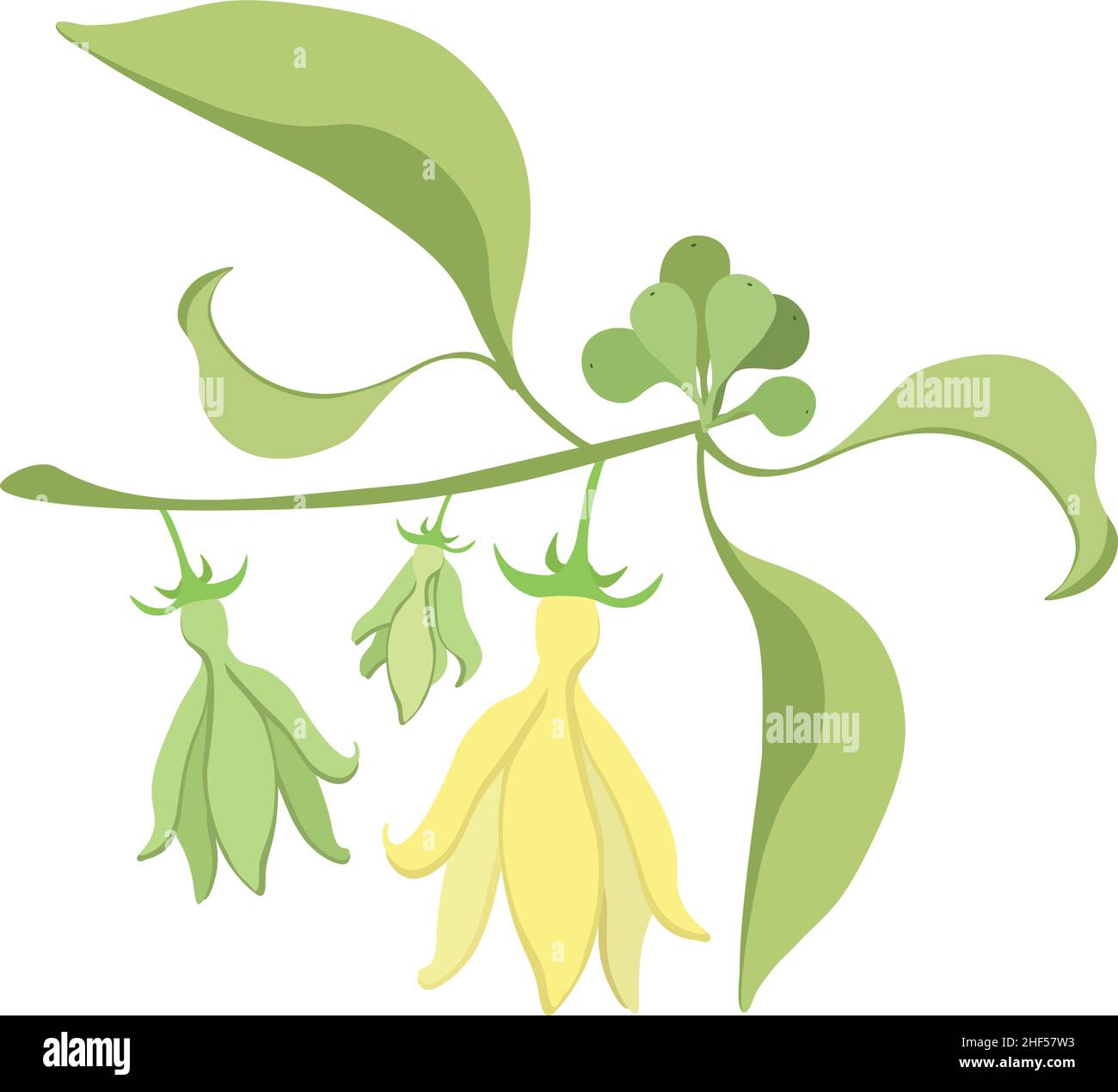 Beautiful Flower, Illustration of Yellow Color of Climbing Ylang-Ylang ...