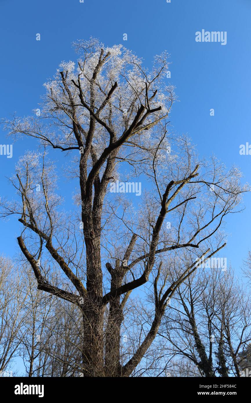 Tree crown blue sky hi-res stock photography and images - Alamy
