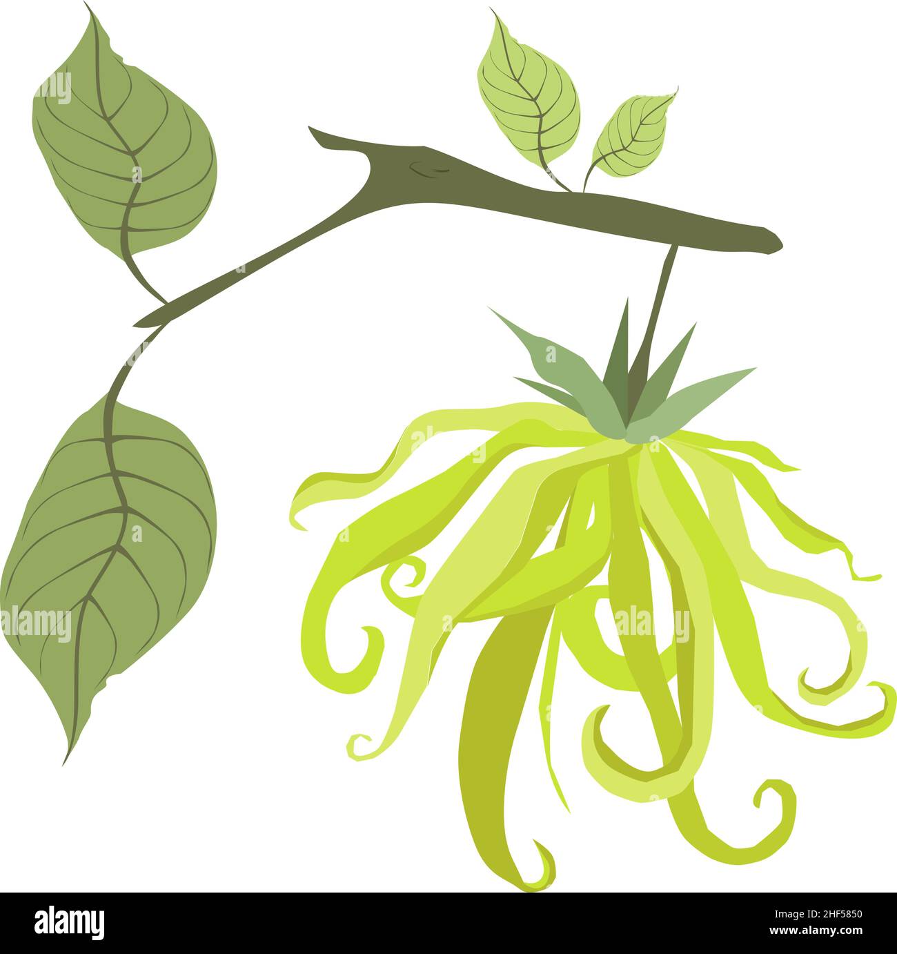 Beautiful Flower, Illustration of Yellow Color of Ylang-Ylang Flower ...