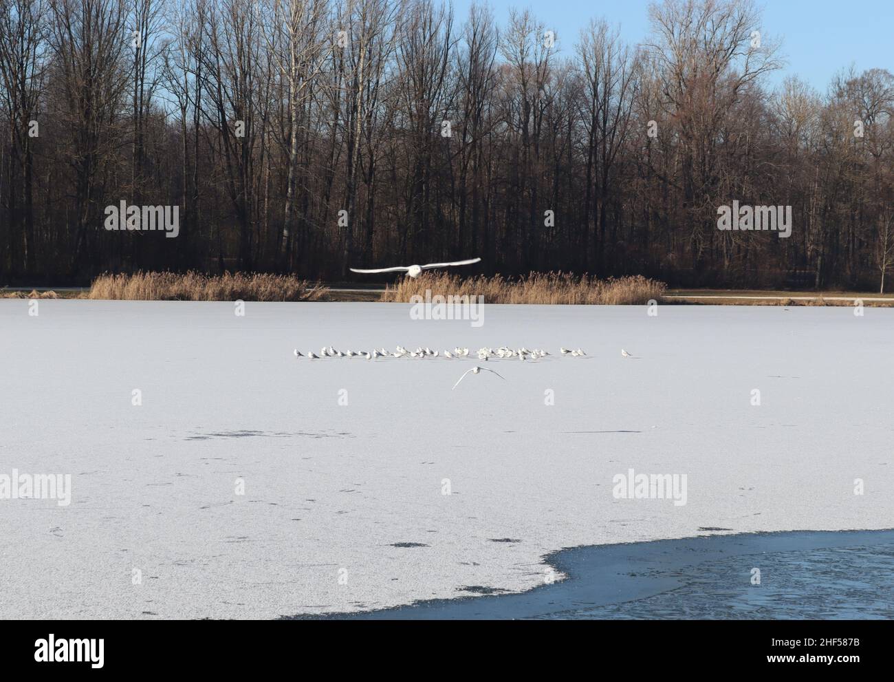 frozen lake birds on ice january Stock Photo - Alamy