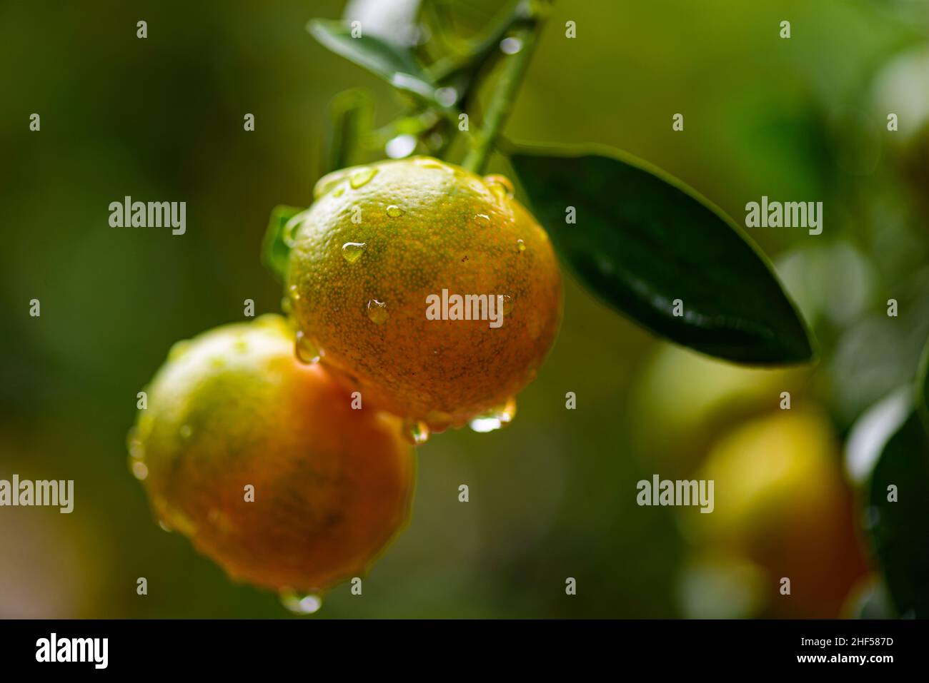 The octopus tree is an ornamental fruit tree, a small woody tree. The ...
