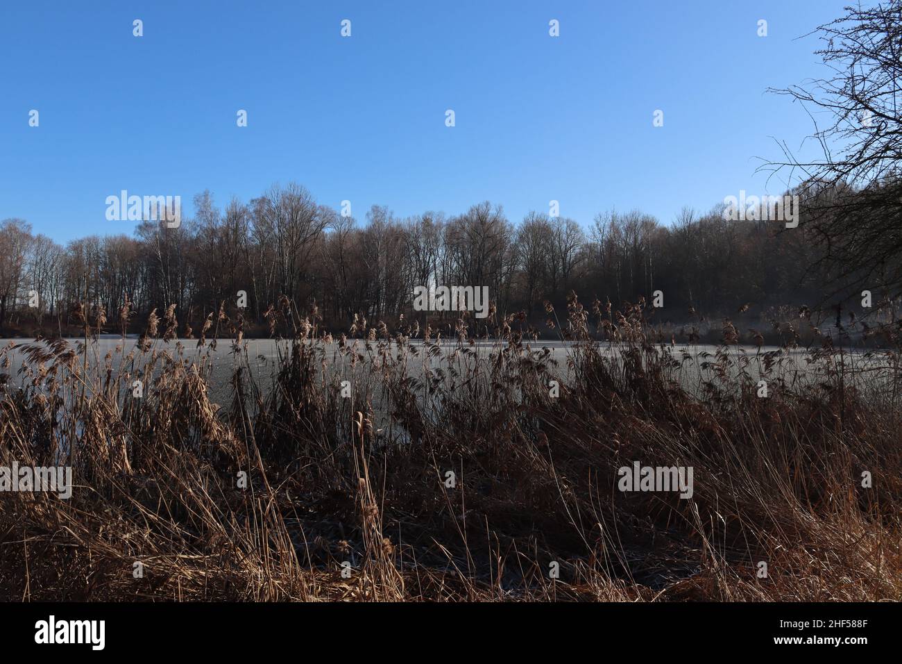 frozen lake trees plants blue sky january Stock Photo - Alamy