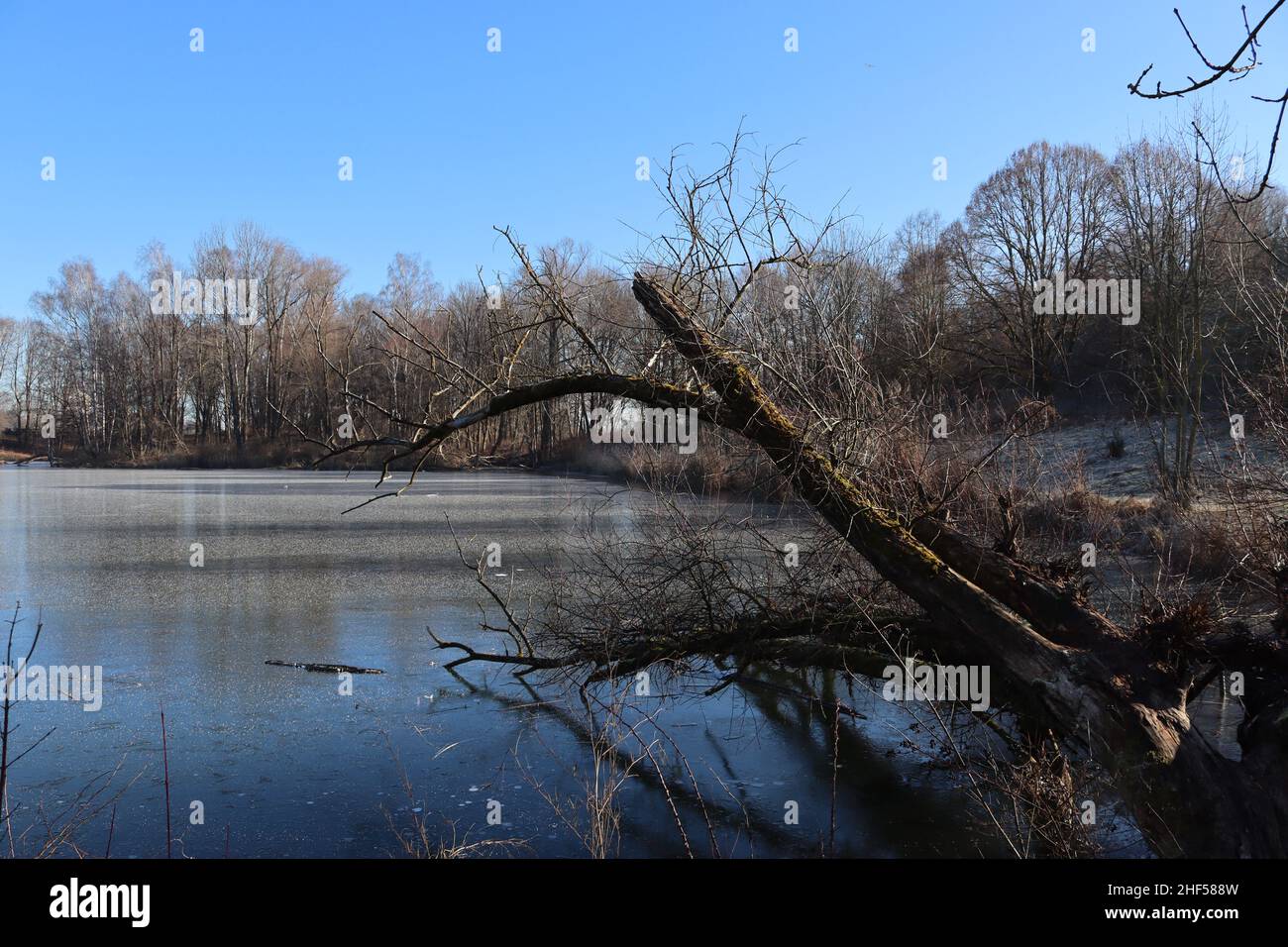 frozen lake blue sky trees january Stock Photo - Alamy